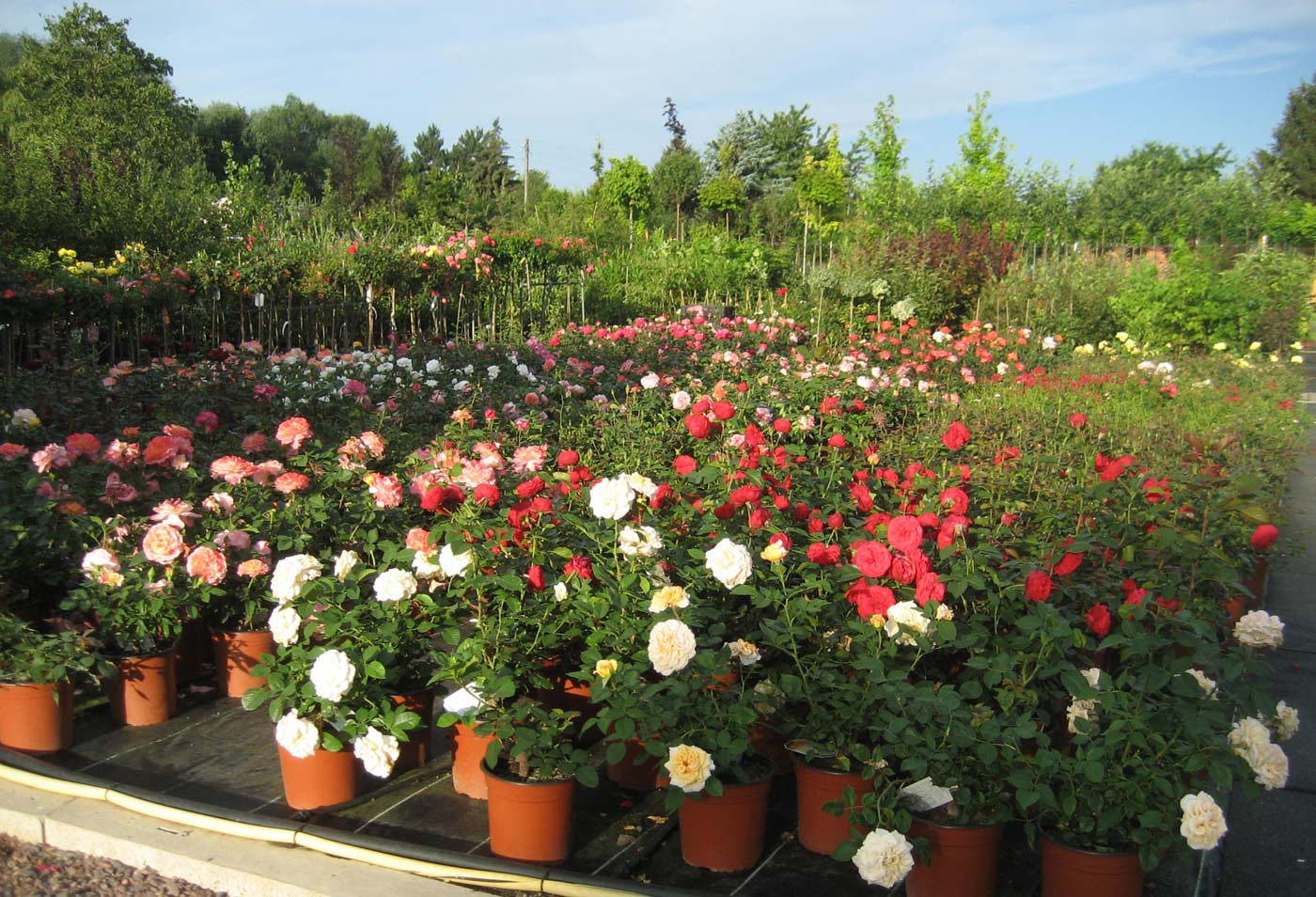 Über uns – Pomona Baumschulen Gotha